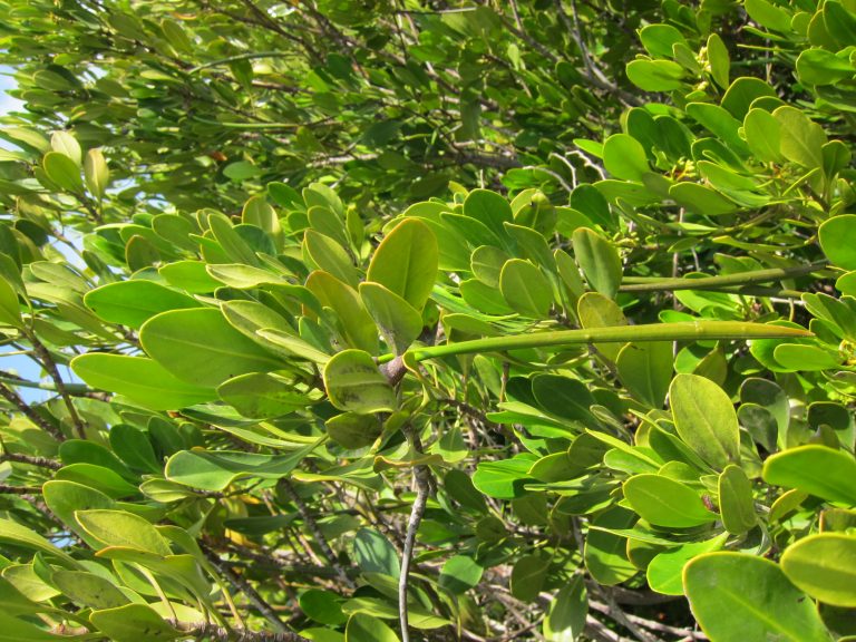 Árbol Tagal sirve de alimento para los bovinos – EL HALAL A SU ALCANCE