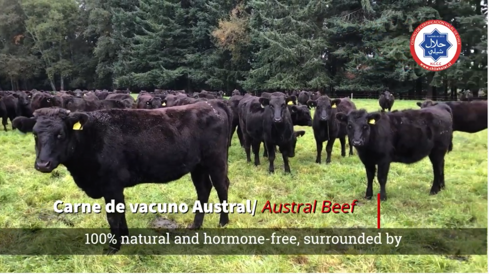 CHILEHALAL SU CERTIFICADORA HALAL NACIONAL PRESENTA VIDEO EN LA EXPO DUBAI